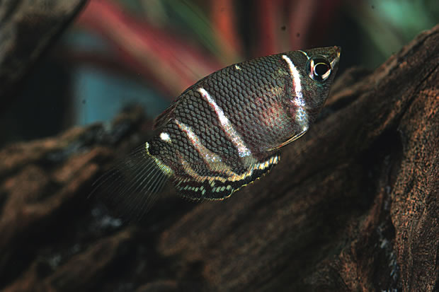 Frequently asked questions on fishless cycling - Practical Fishkeeping