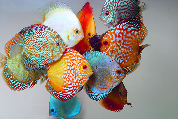 What do I need for Discus? - Practical Fishkeeping