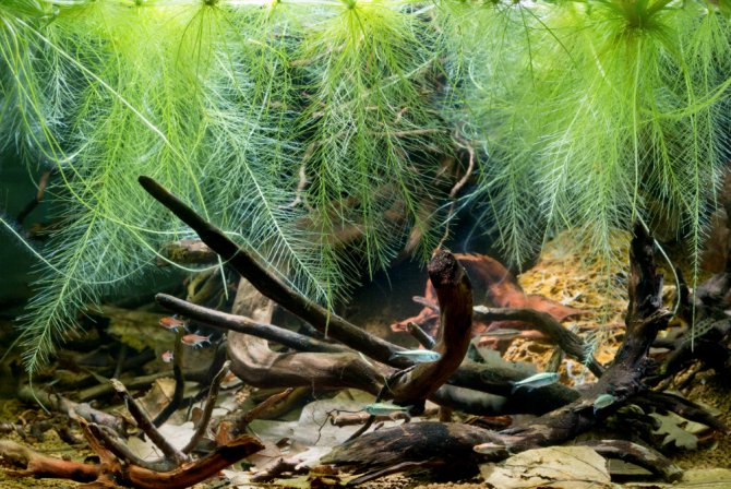 What's the best way to swap over tanks? - Practical Fishkeeping