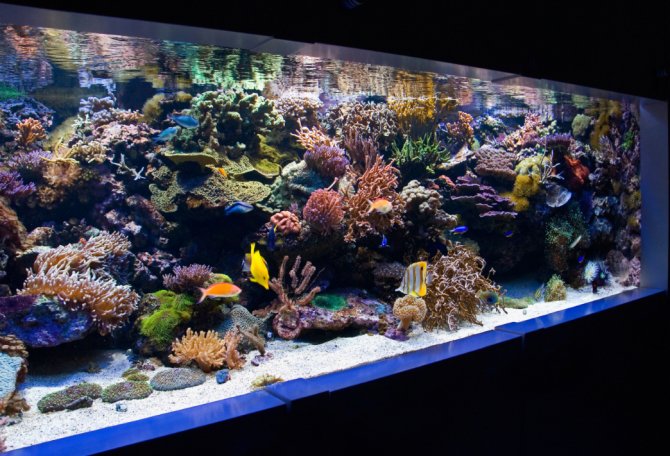 How can I soundproof my system? - Practical Fishkeeping