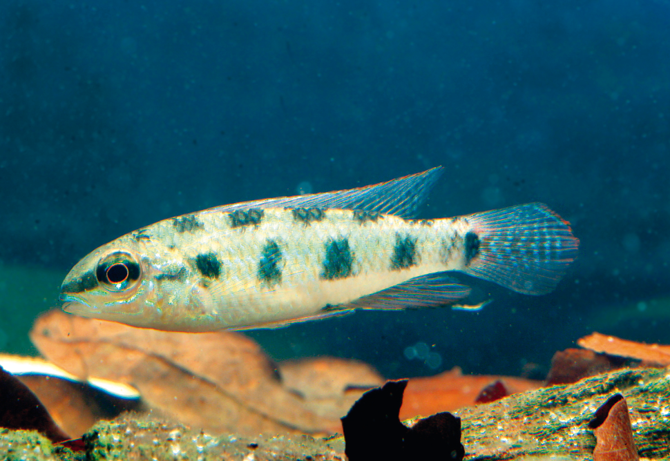 Will Checkerboard cichlids suit my set-up? - Practical Fishkeeping