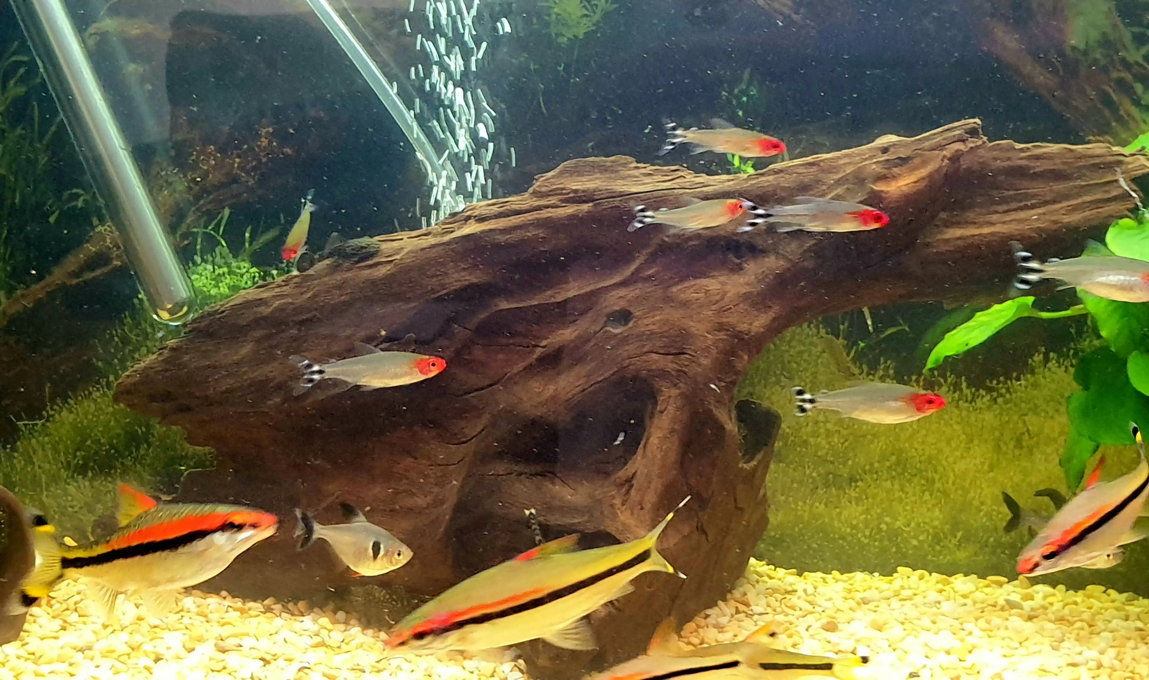 Fish Tank Ideas - Practical Fishkeeping