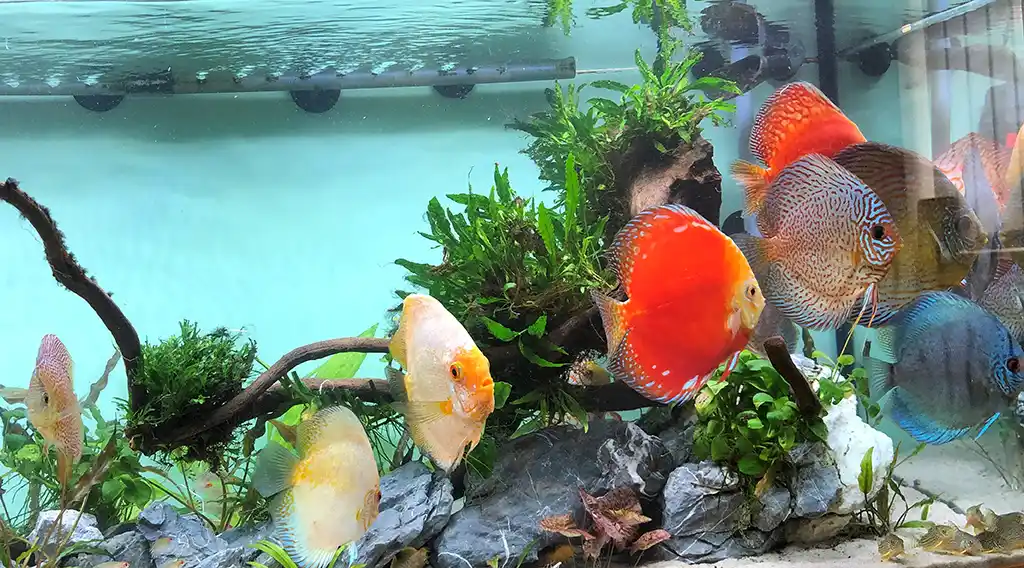 Fish Tank Ideas - Practical Fishkeeping