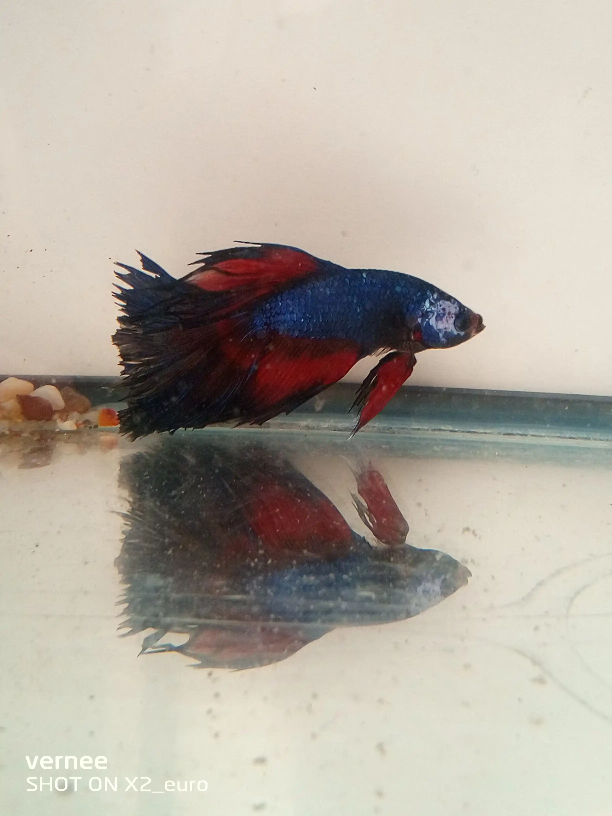 Fish Tank Ideas - Practical Fishkeeping