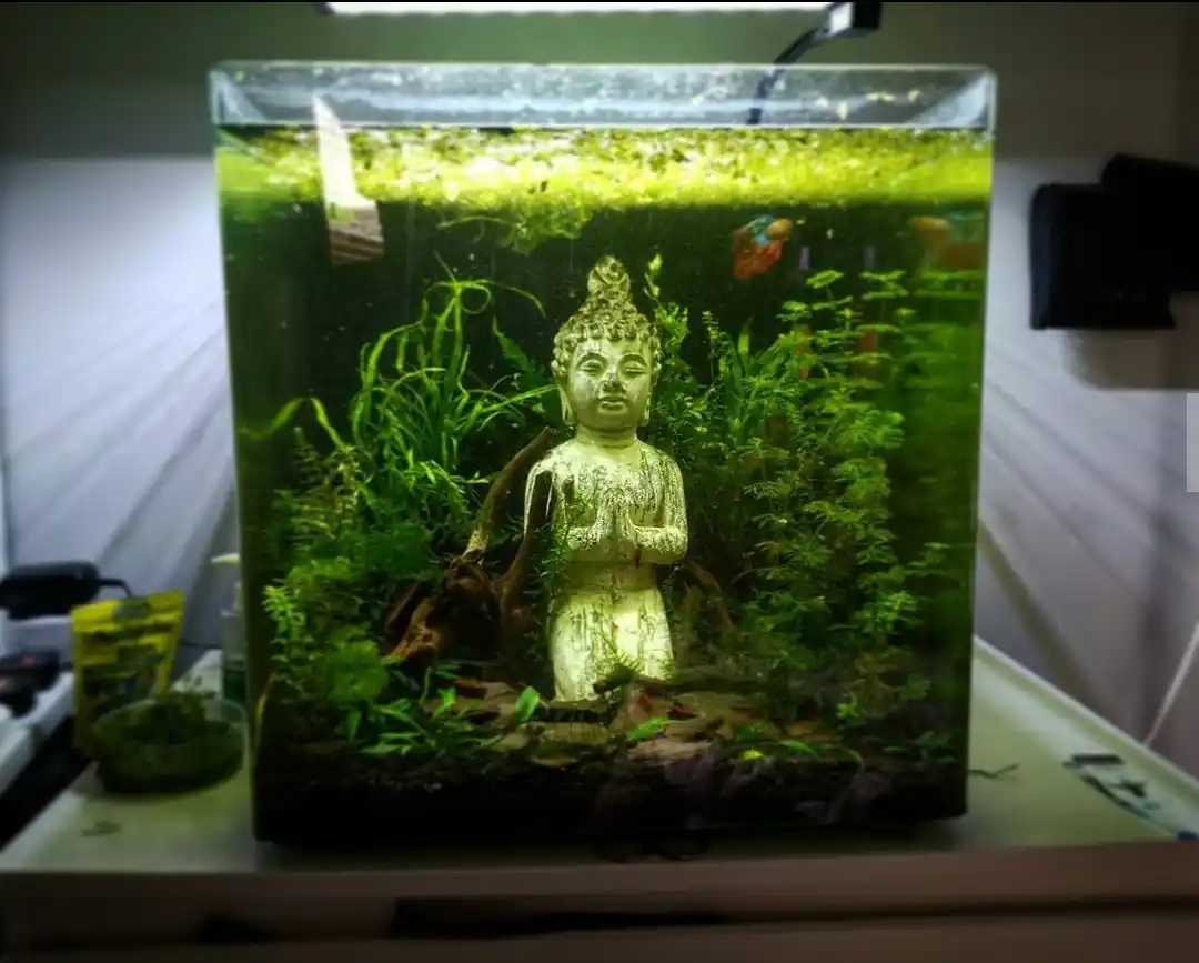 Fish Tank Ideas - Practical Fishkeeping