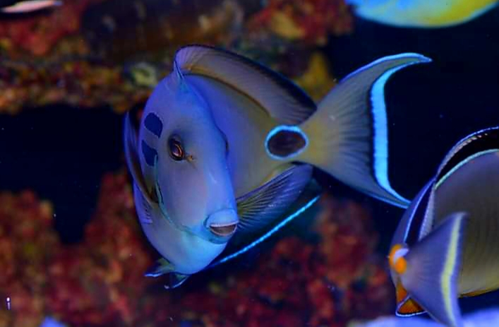 John Allder - 30 - Practical Fishkeeping