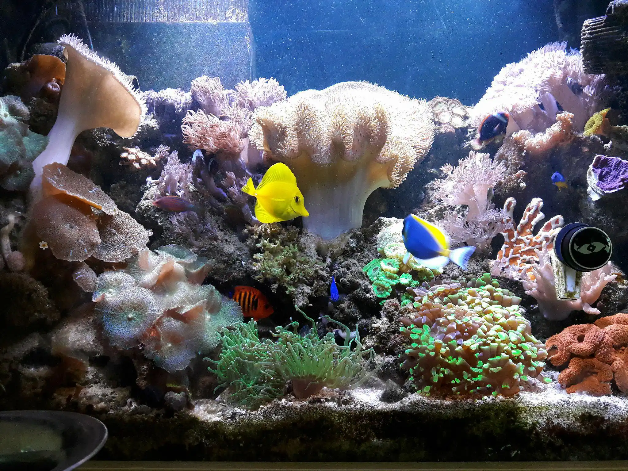 Fish Tank Ideas - Practical Fishkeeping