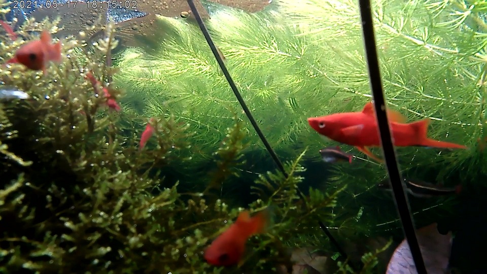 Heated Mini Pond - Practical Fishkeeping