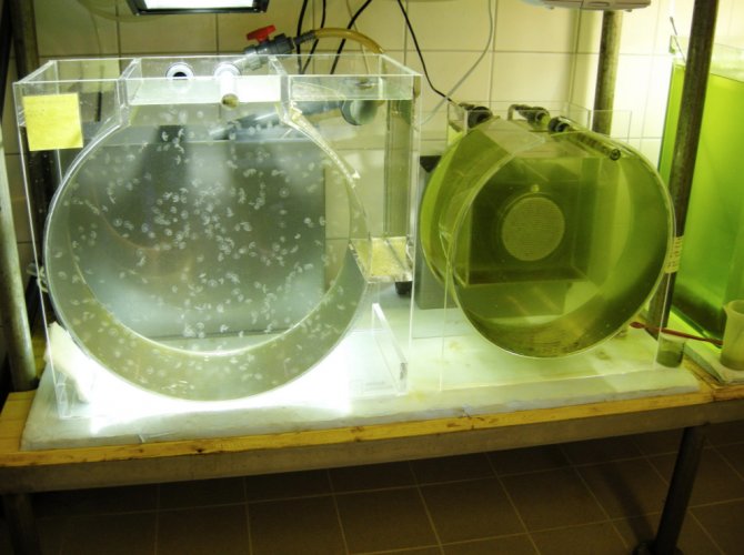 Review: Schuran Kreisel tank - Practical Fishkeeping