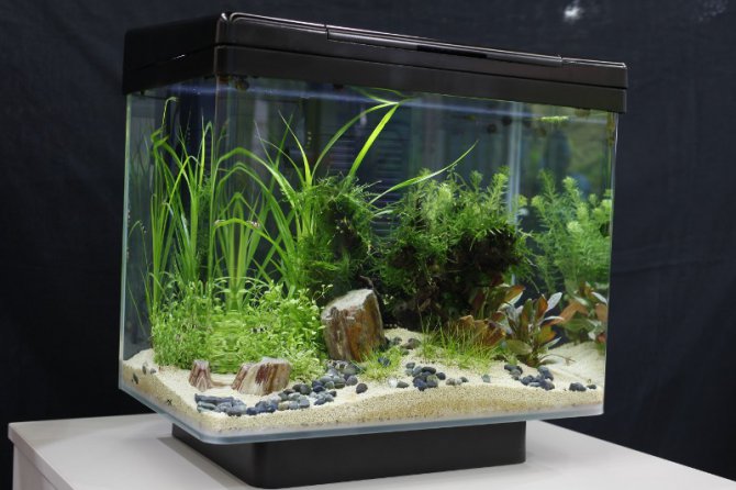 Juwel to launch Vio 40 nano aquarium - Practical Fishkeeping