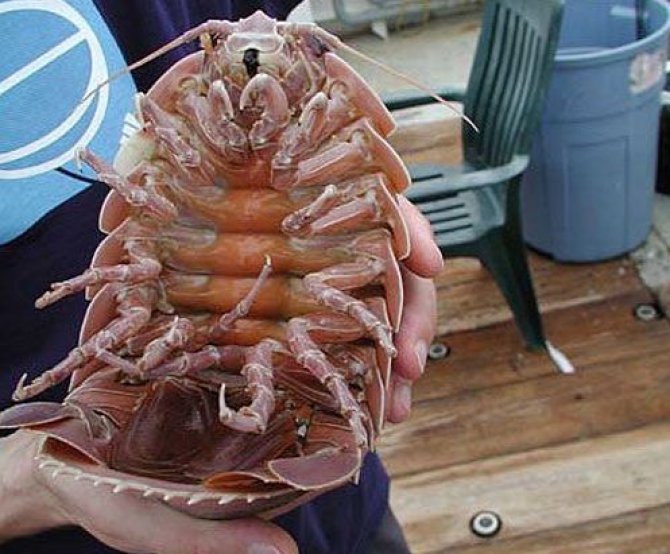 Giant isopods on display at UK aquarium - Practical Fishkeeping