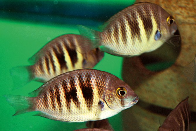Reader breeds Etroplus canarensis - Practical Fishkeeping