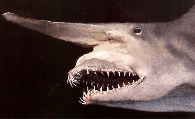 The world's top 10 Halloween fish - Practical Fishkeeping