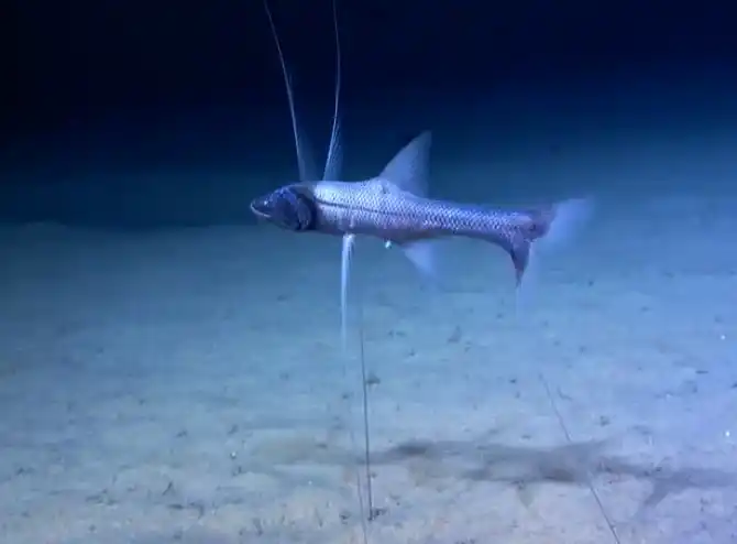Weird fish of the week: Tripod fish - Practical Fishkeeping