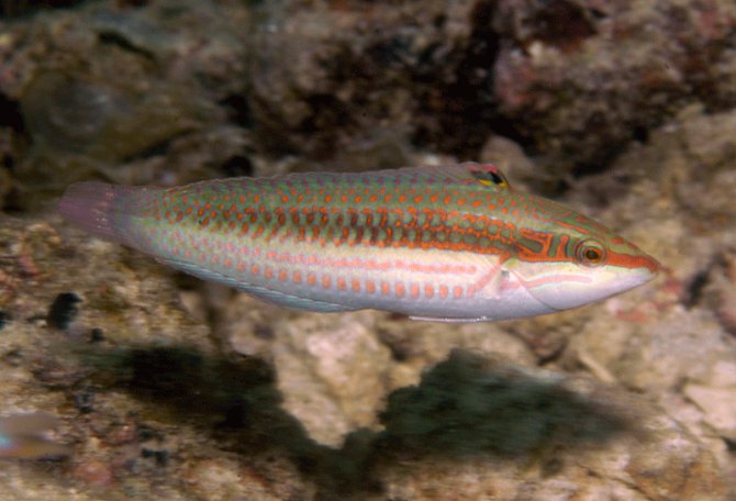 Two new wrasses described from the East Indies - Practical Fishkeeping