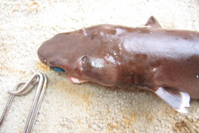 Weird fish of the week: Cookie cutter shark - Practical Fishkeeping