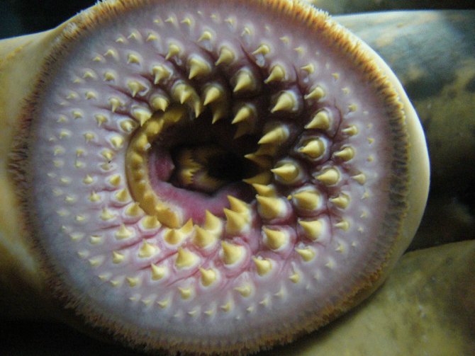 Weird fish of the week: Sea lamprey - Practical Fishkeeping