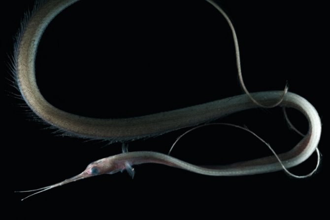 Weird fish of the week: Slender snipe eel - Practical Fishkeeping