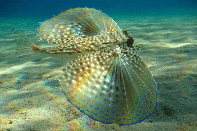 Weird fish of the week: Flying gurnard - Practical Fishkeeping