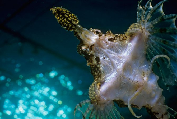 Weird fish of the week: Sea moth - Practical Fishkeeping