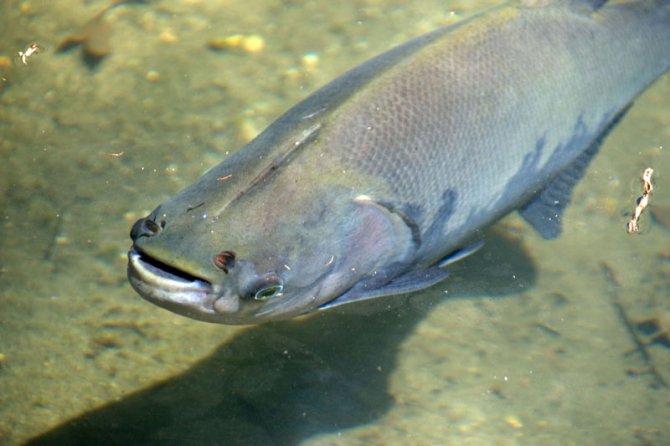 Why pacu are so important to the rainforest - Practical Fishkeeping