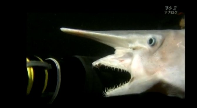 Weird fish of the week: Goblin shark - Practical Fishkeeping