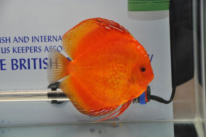 Hundreds flock to British Discus Show - Practical Fishkeeping