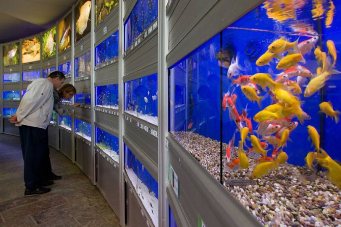 New store opens at Lake District garden centre - Practical Fishkeeping
