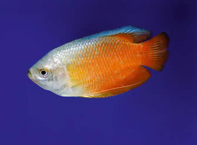 Quick guide to anabantoids - Practical Fishkeeping