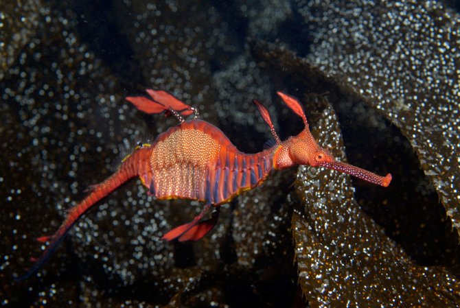 Weird fish of the week: Weedy sea dragon - Practical Fishkeeping