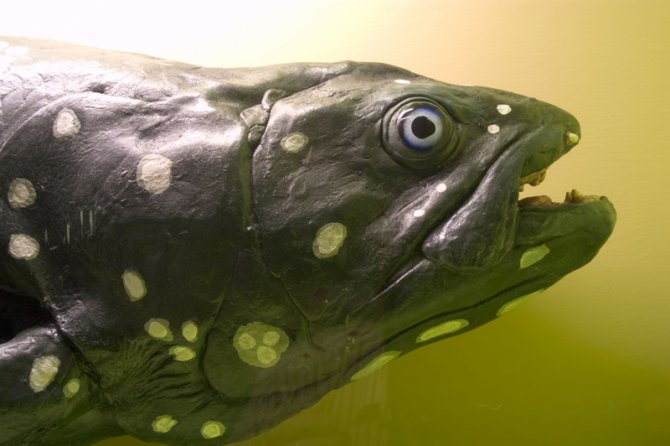 Weird fish of the week: Coelacanth - Practical Fishkeeping