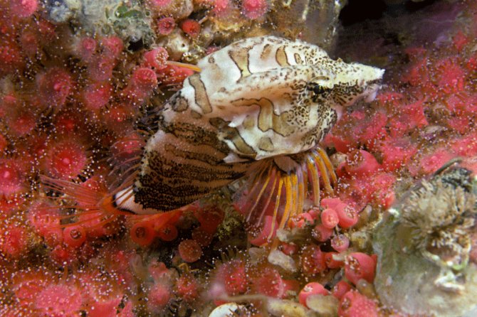 Weird fish of the week: Grunt sculpin - Practical Fishkeeping