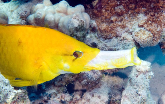 Weird fish of the week: Sling-jaw wrasse - Practical Fishkeeping