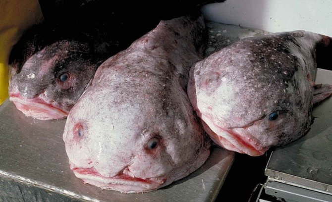 Weird fish of the week: Blob sculpin - Practical Fishkeeping