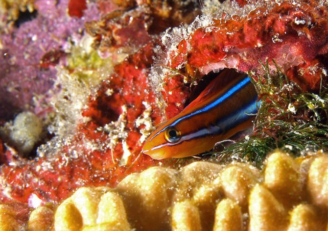 Mimics make cleaning business harder - Practical Fishkeeping