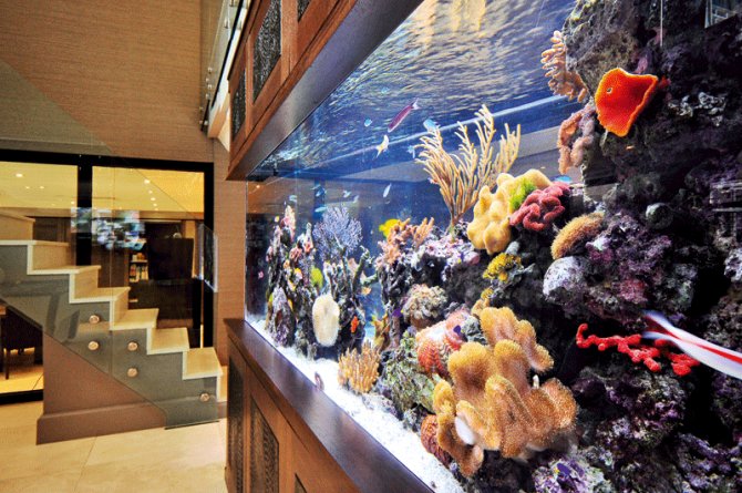 Fish tanks are the new status symbols - Practical Fishkeeping