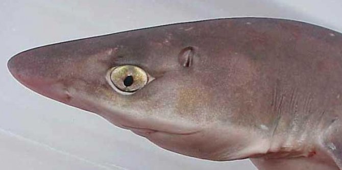 First 'sustainable' shark fishery certified - Practical Fishkeeping