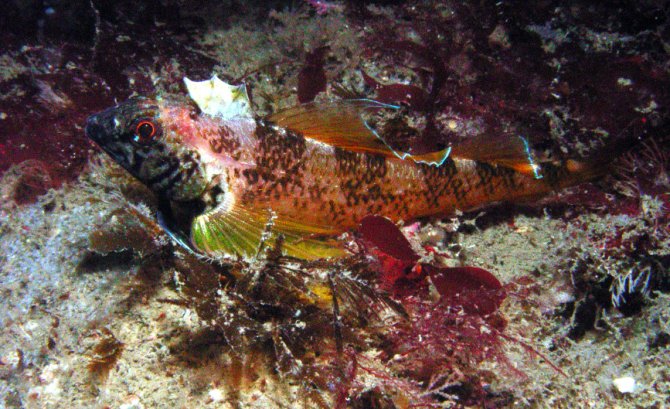 Rare fish and prawn species found in Devon and Cornwall - Practical ...