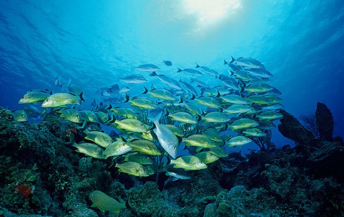 Eight warning signs of a coral reef collapse - Practical Fishkeeping