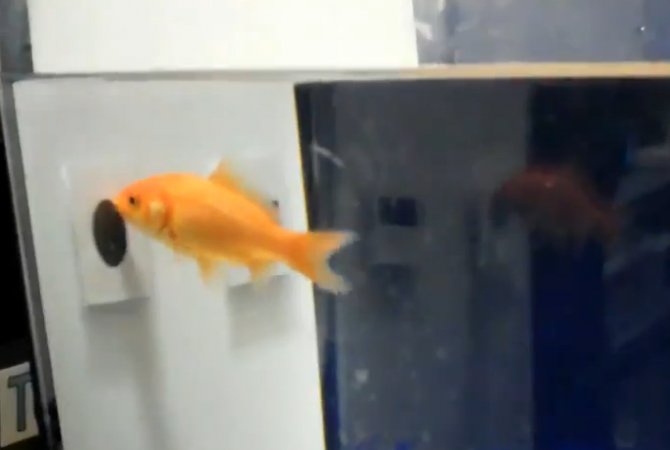 Professor trains goldfish to recognise objects - Practical Fishkeeping