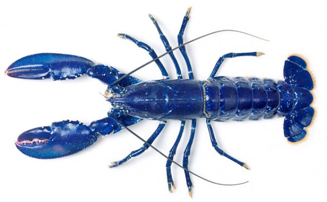 Electric blue lobster saved from the pot - Practical Fishkeeping