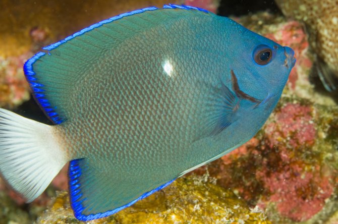 Man jailed for smuggling marine fish - Practical Fishkeeping