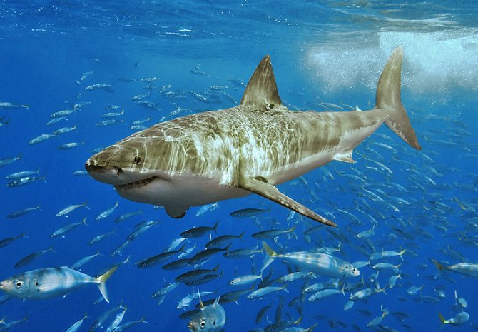 Track Great White sharks with new iPhone app - Practical Fishkeeping