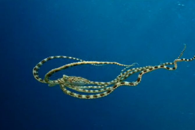 YouTube video of the week: The Indonesian Mimic octopus - Practical ...