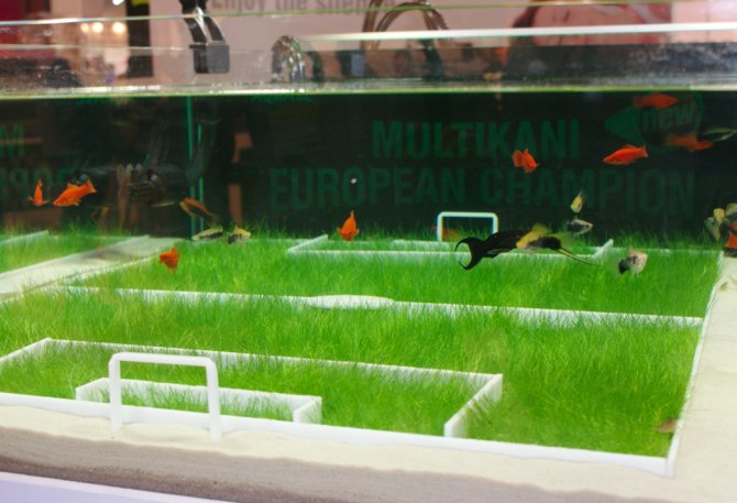 10 of the weirdest fish tanks - Practical Fishkeeping