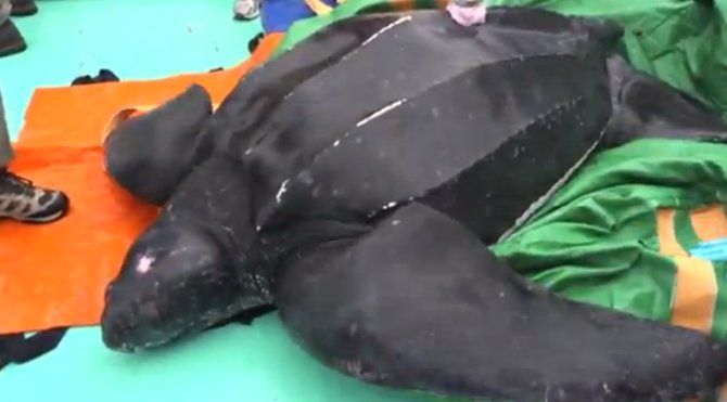 Video: Giant Leatherback turtle released after rescue - Practical ...