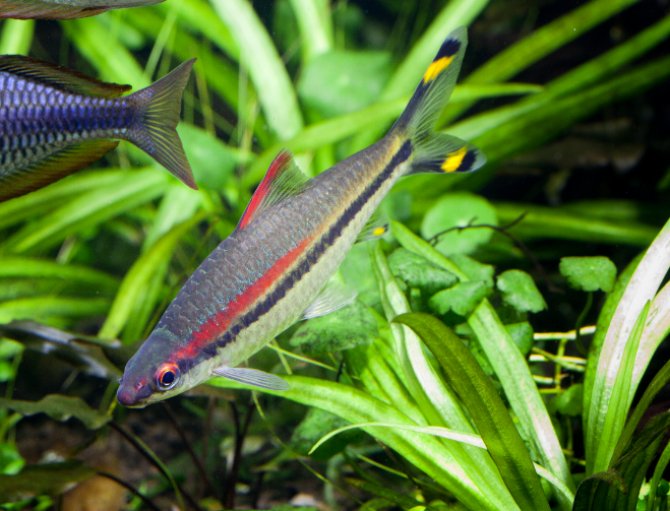 Denison's barb gets a new name - Practical Fishkeeping