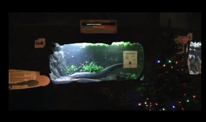 Video: Eel lights up Christmas tree at US aquarium - Practical Fishkeeping