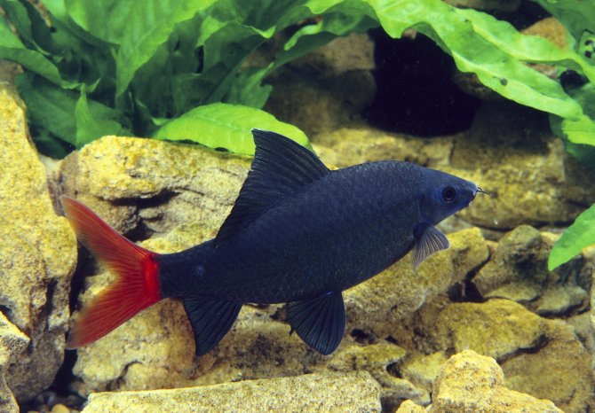 10 fishkeeping things you should do before you die - Practical Fishkeeping