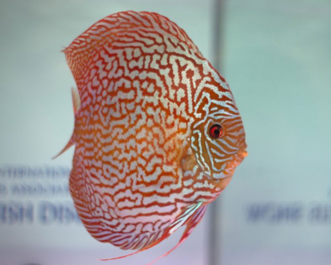 Discus show proves a real winner - Practical Fishkeeping